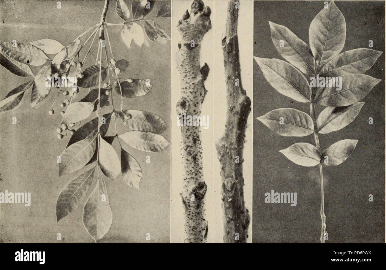 "The tree book : A popular guide to a knowledge of the trees of North ...