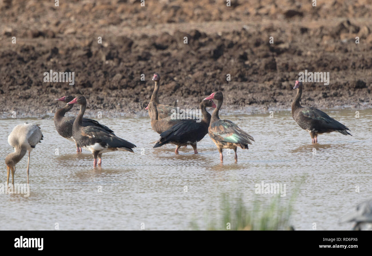 Spur-winged Goose (Plectropterus gambensis Stock Photo - Alamy