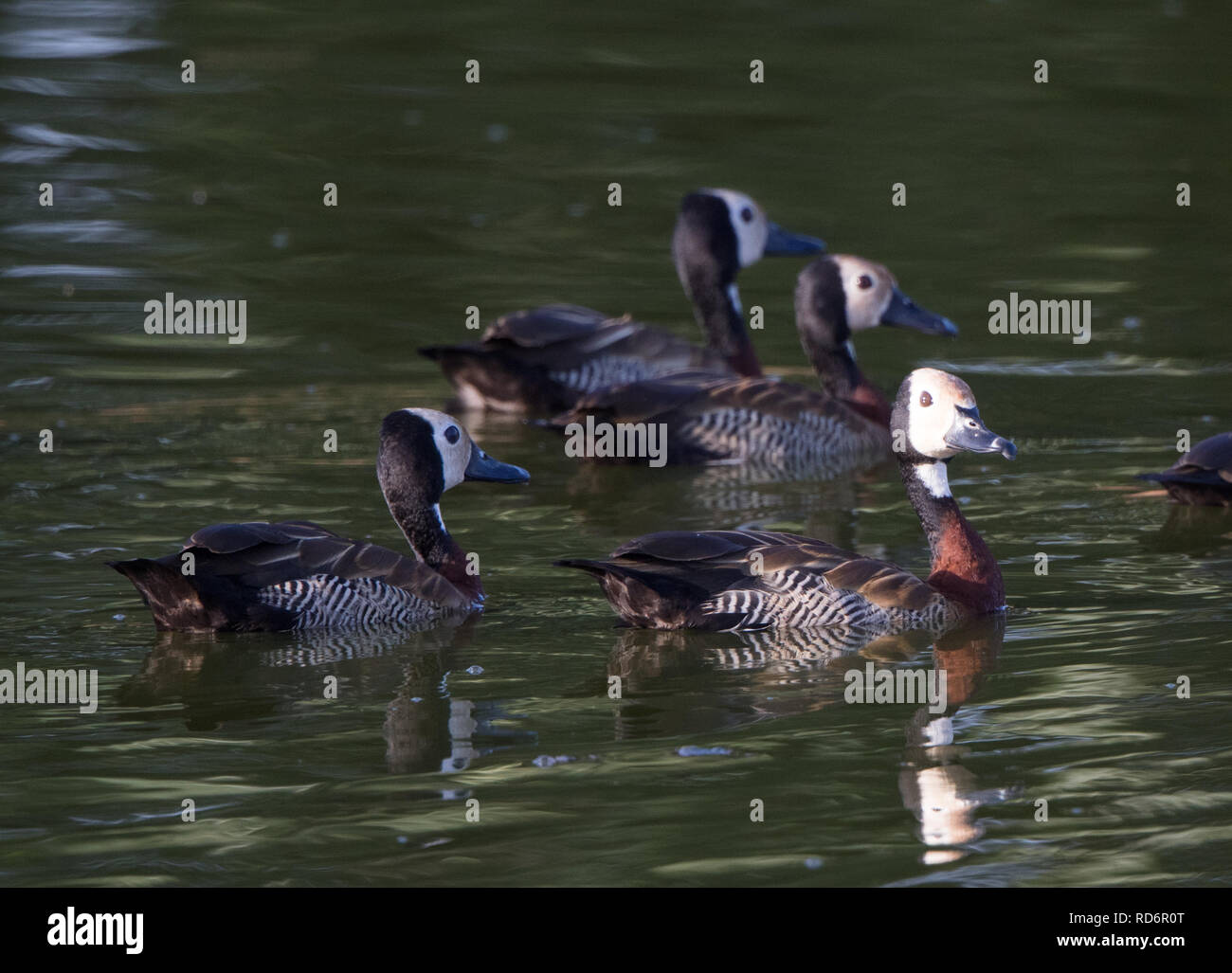 White faced whistling duck hi-res stock photography and images - Alamy