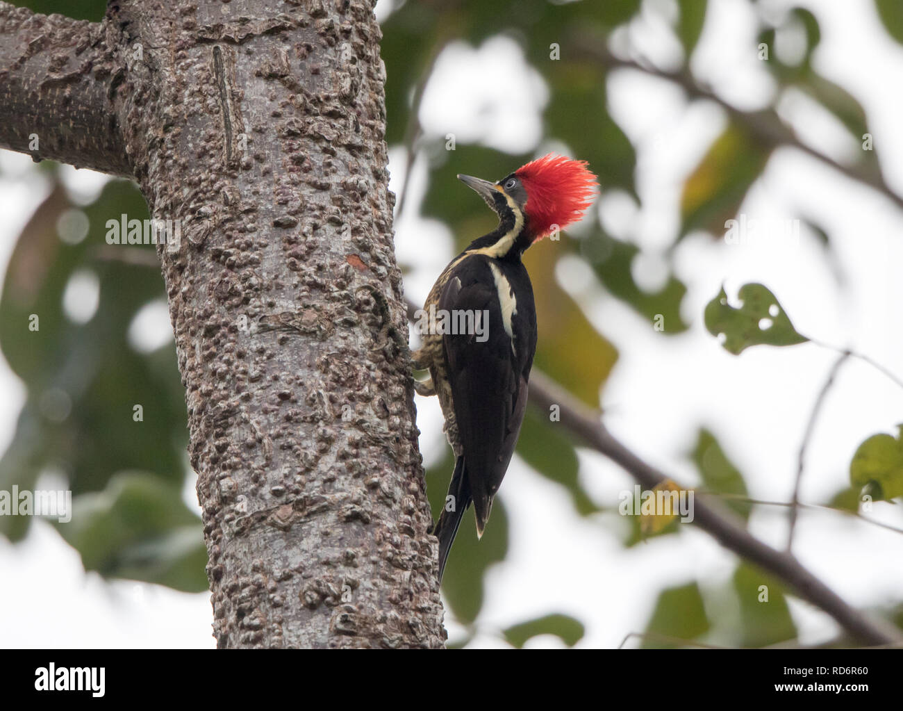 Lineated Woodpecker (Dryocopus lineatus Stock Photo - Alamy