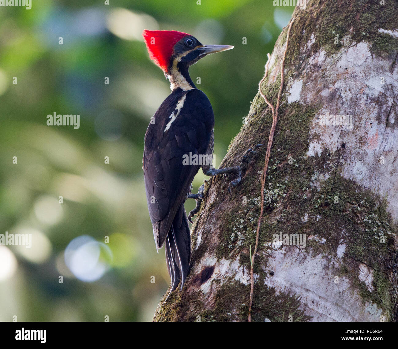 Lineated Woodpecker (Dryocopus lineatus Stock Photo - Alamy
