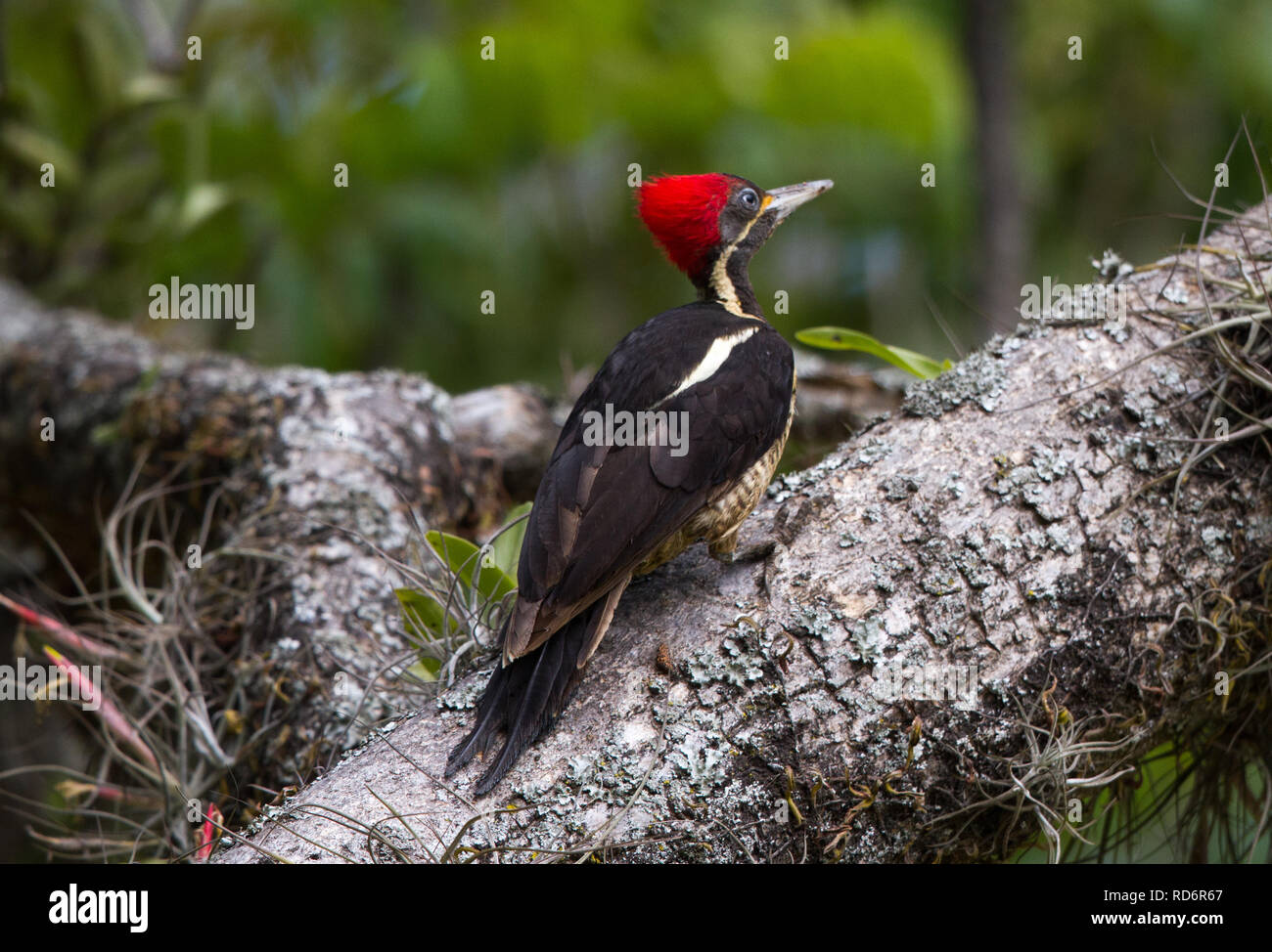 Lineated Woodpecker (Dryocopus lineatus Stock Photo - Alamy