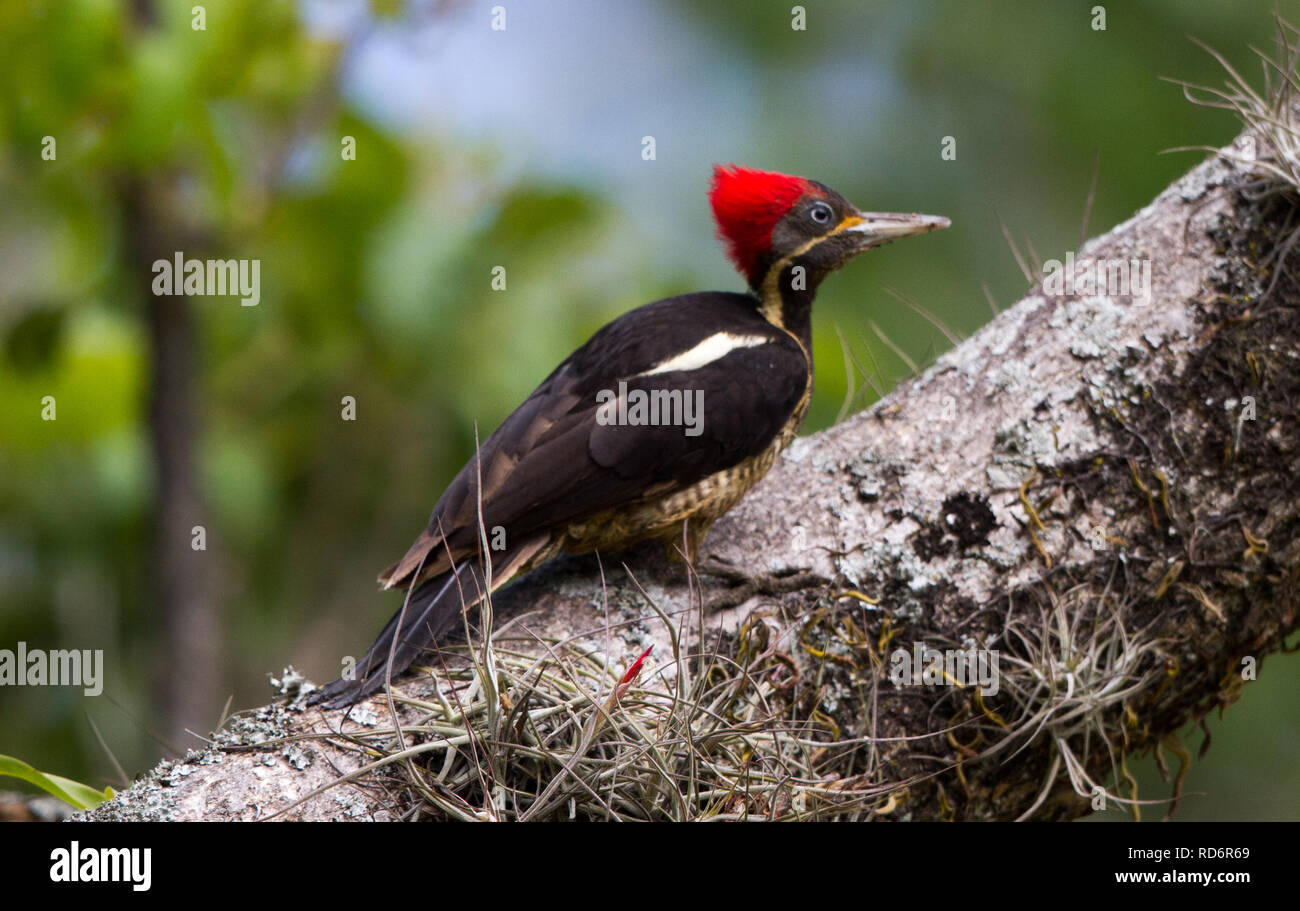 Lineated Woodpecker (Dryocopus lineatus Stock Photo - Alamy