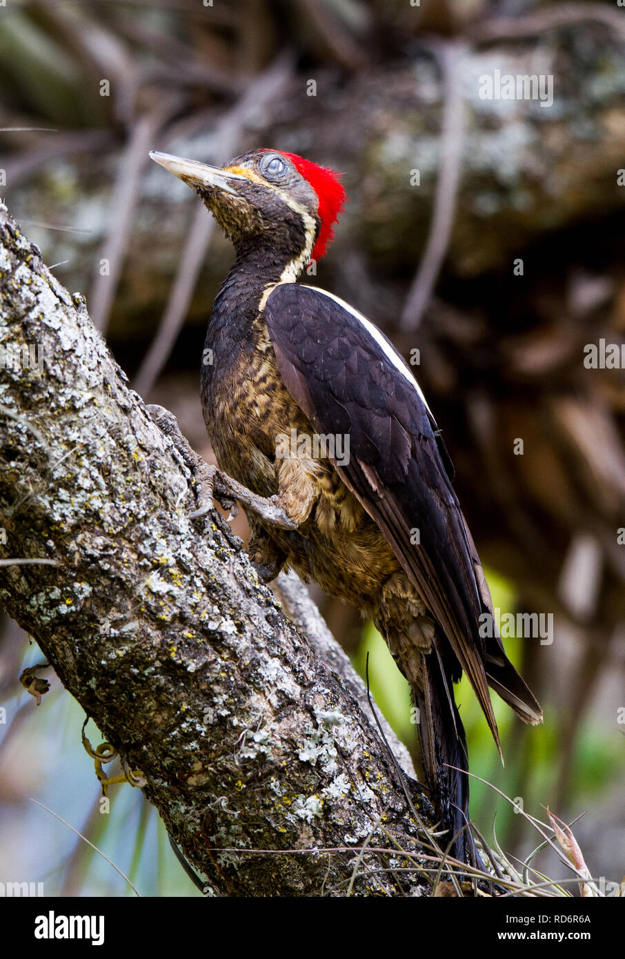 Lineated Woodpecker (Dryocopus lineatus Stock Photo - Alamy