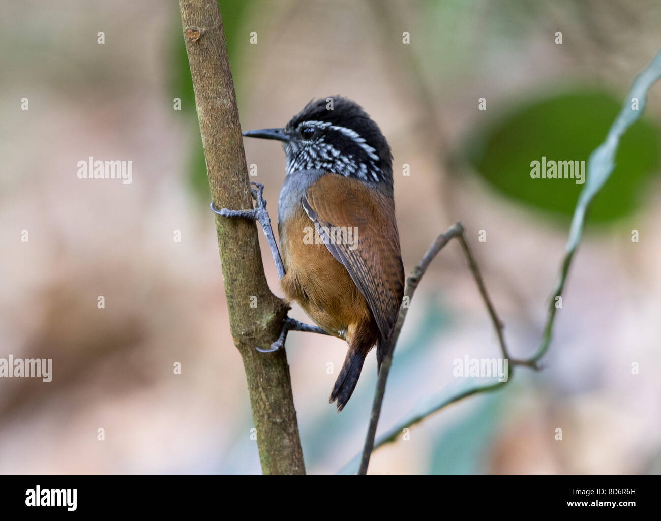 Grey-breasted Wood Wren (Henicorhina leucophrys Stock Photo - Alamy