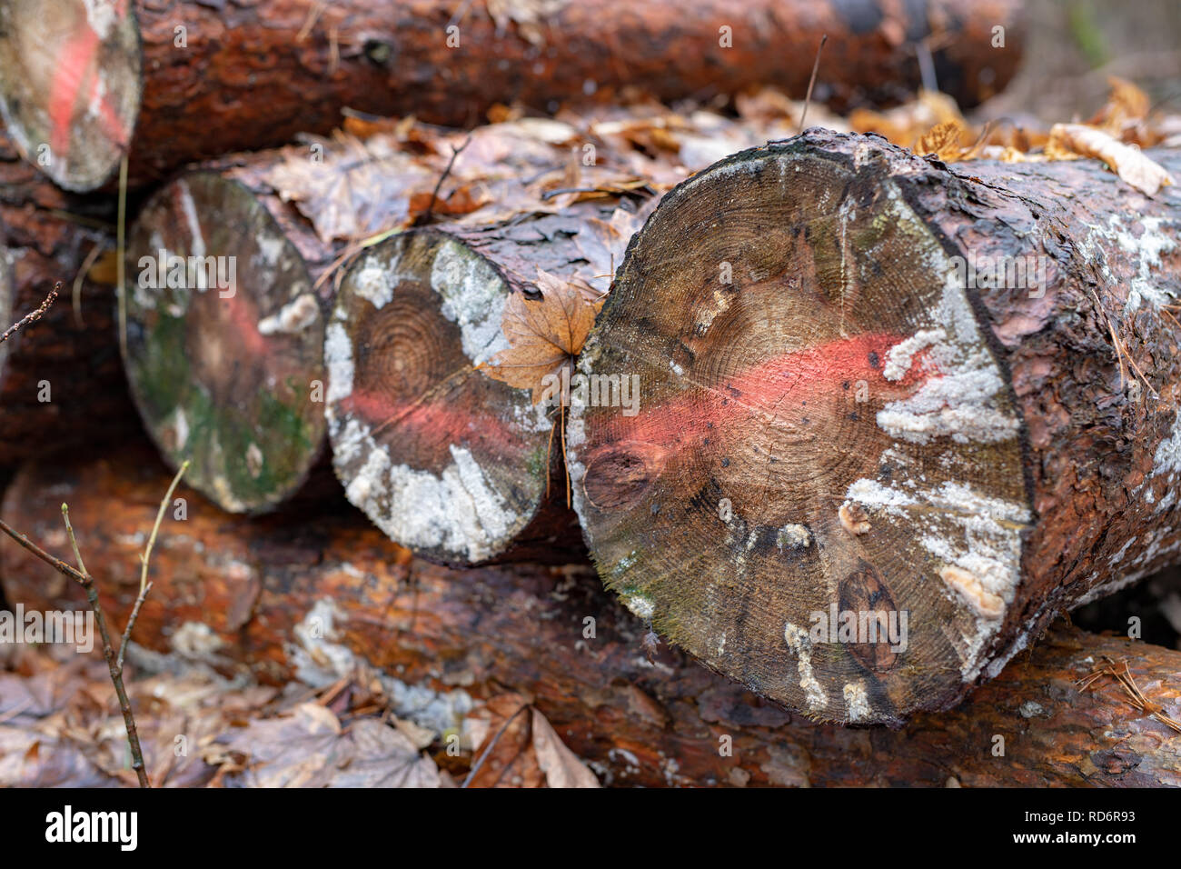 Mold on the trunks of wood in the forest. Wood stacked. Season winter ...
