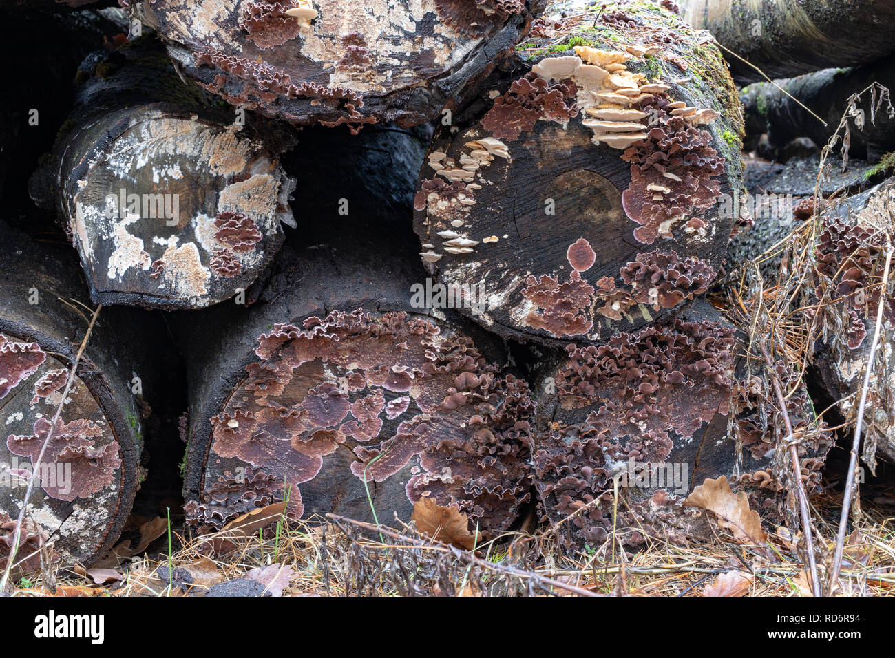 Mold on the trunks of wood in the forest. Wood stacked. Season winter ...