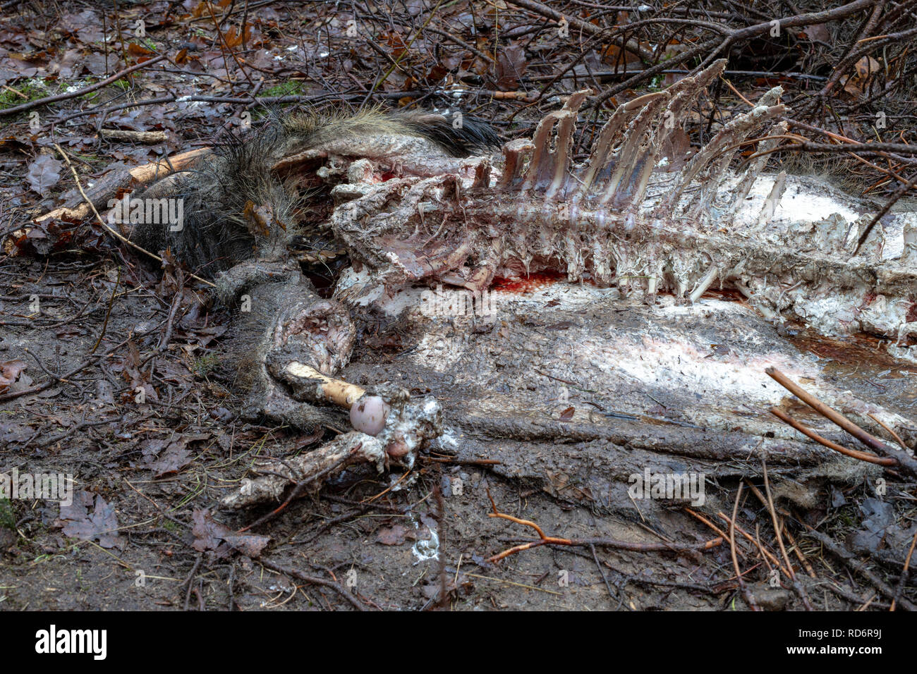The body of a wild boar eaten by wild animals in the forest. Padlina ...