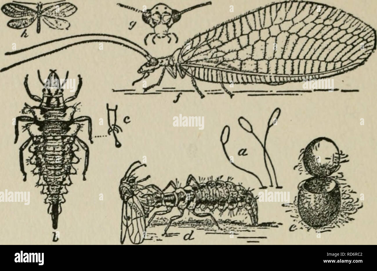 . The culture and diseases of the sweet pea. i62 DISEASES OF THE SWEET ...