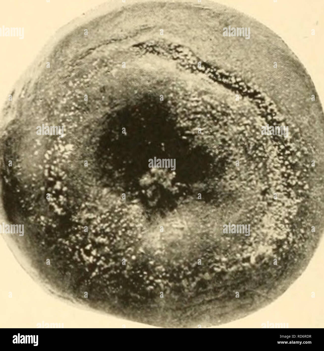 Glomerella hi-res stock photography and images - Alamy