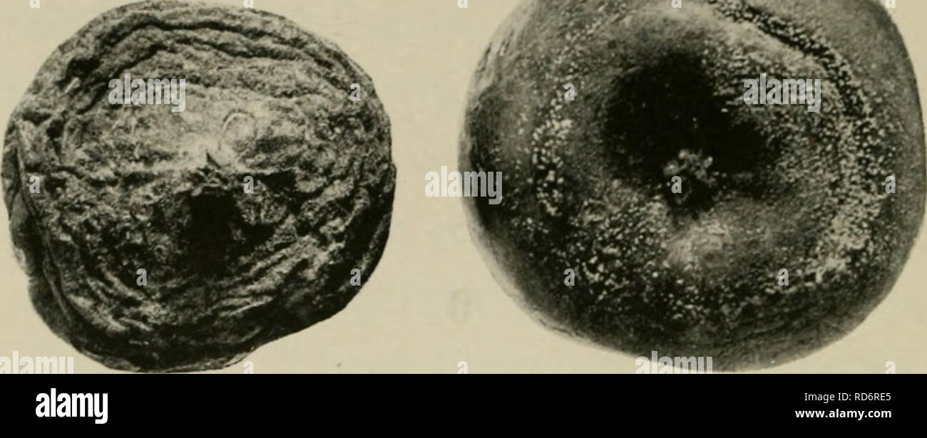 Glomerella hi-res stock photography and images - Alamy