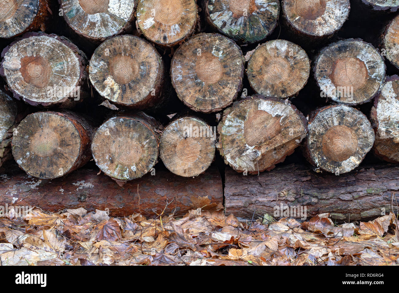 Mold on the trunks of wood in the forest. Wood stacked. Season winter ...