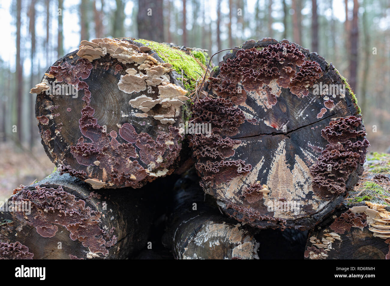 Mold on the trunks of wood in the forest. Wood stacked. Season winter ...