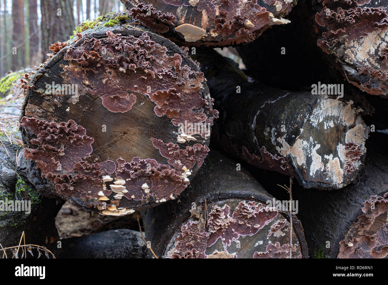 Mold on the trunks of wood in the forest. Wood stacked. Season winter ...
