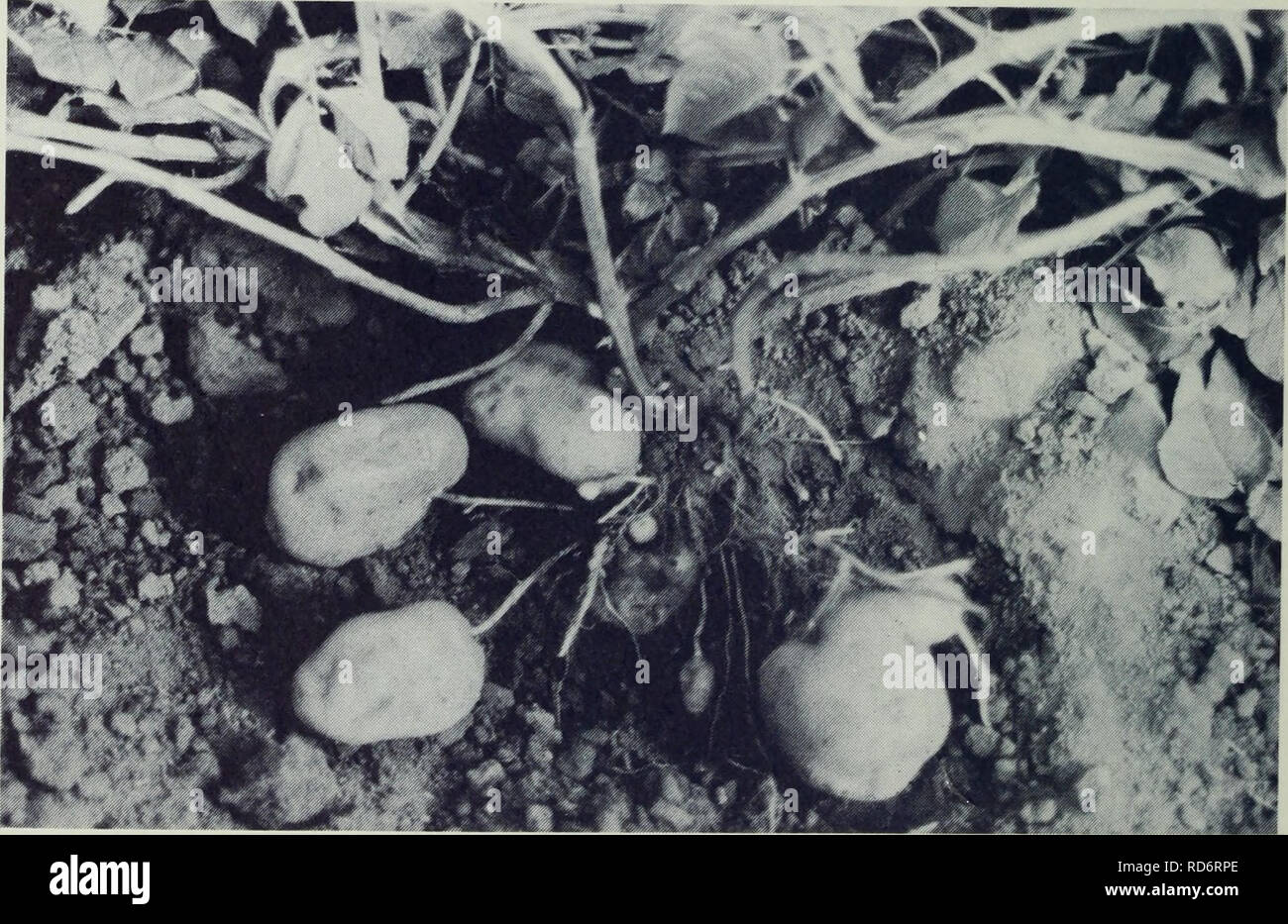 Tubercules de pommes de terre hi-res stock photography and images - Alamy