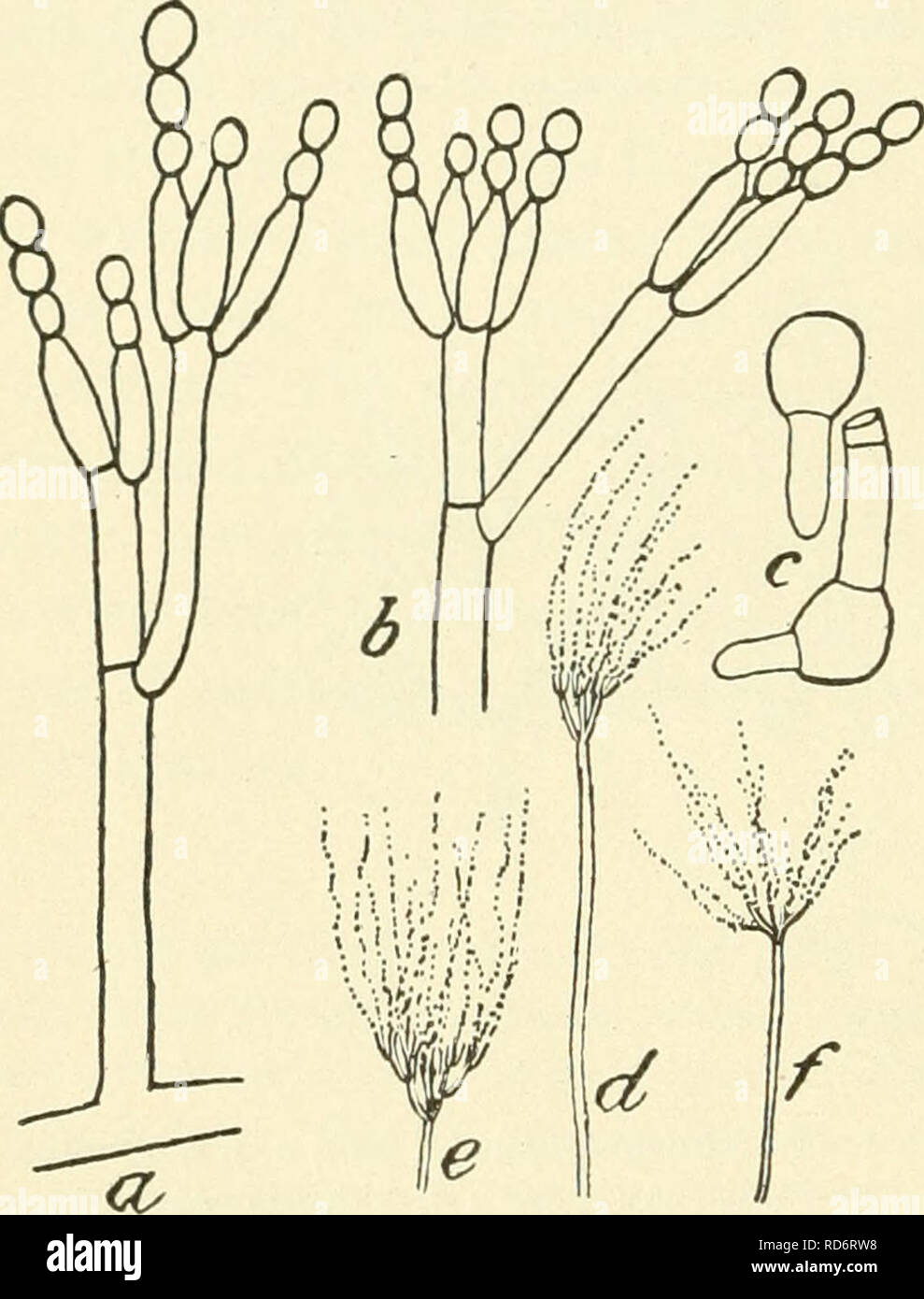 Penicillium species hi-res stock photography and images - Alamy