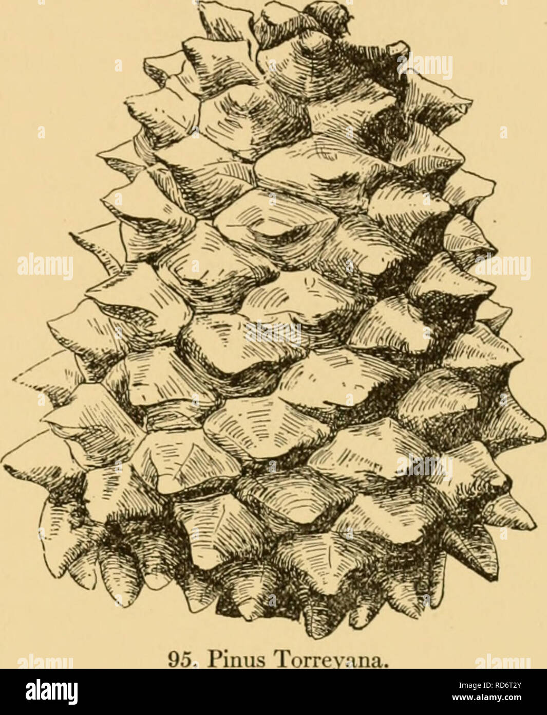 Incurved seed scales hi-res stock photography and images - Alamy