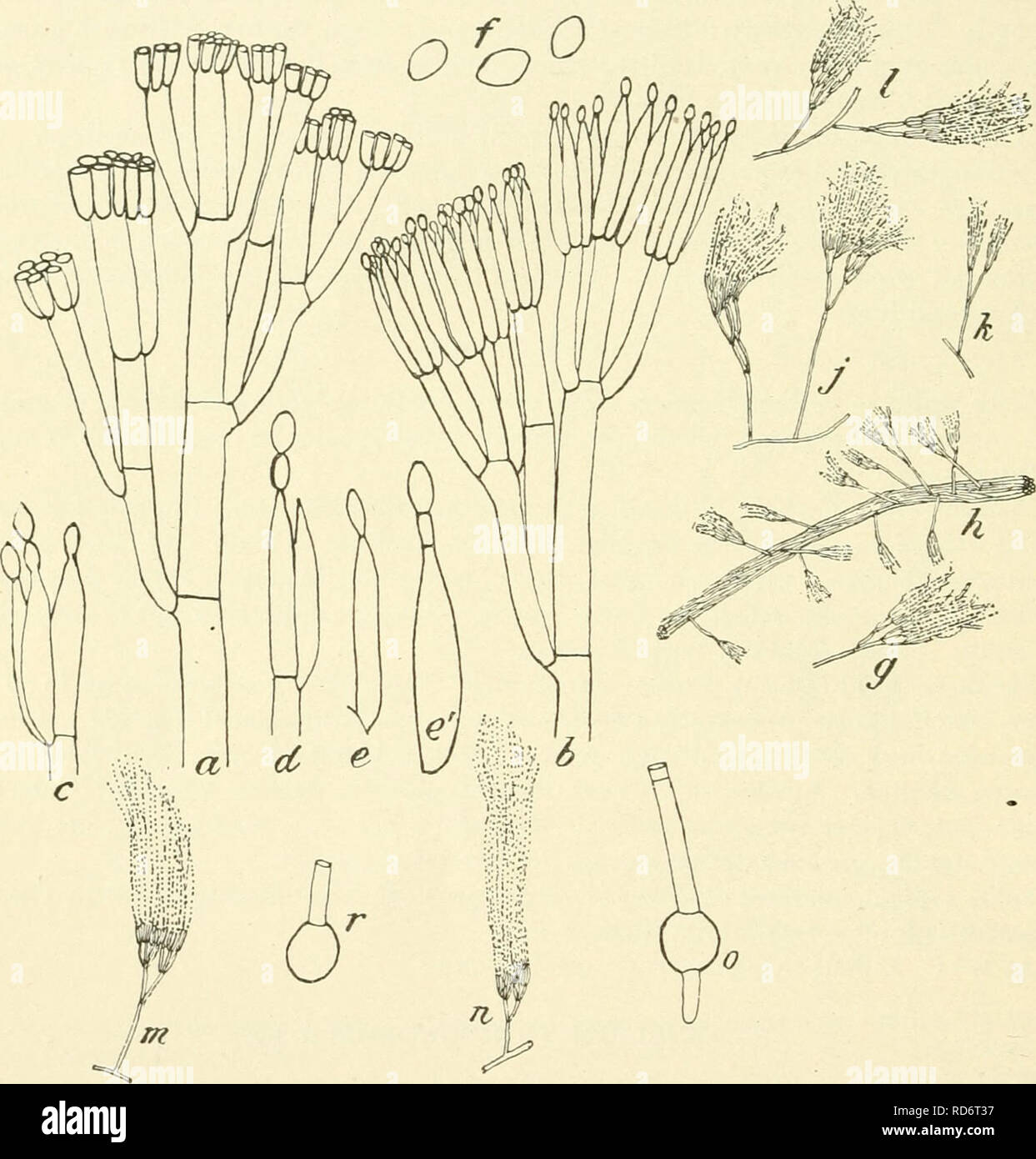 Penicillium Hyphae