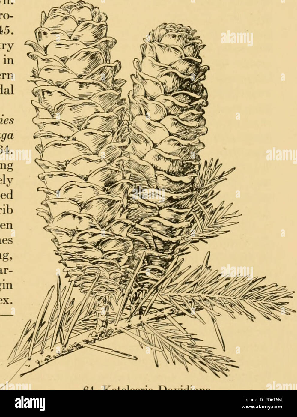 . The cultivated evergreens; a handbook of the coniferous and most ...