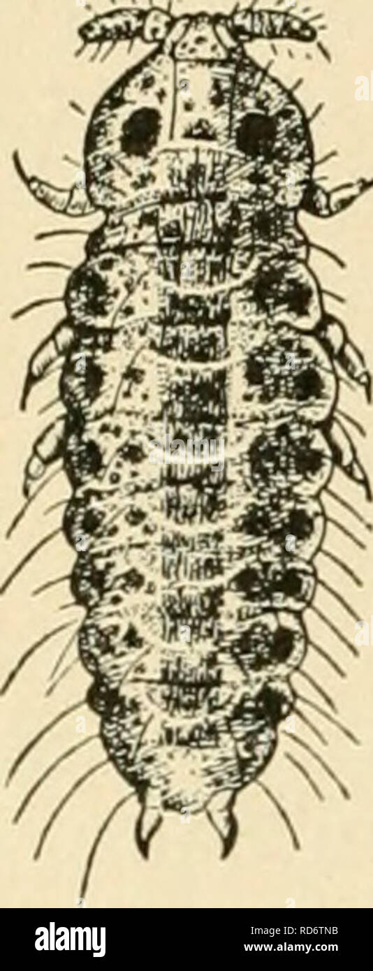 Mites and maggots hi-res stock photography and images - Alamy