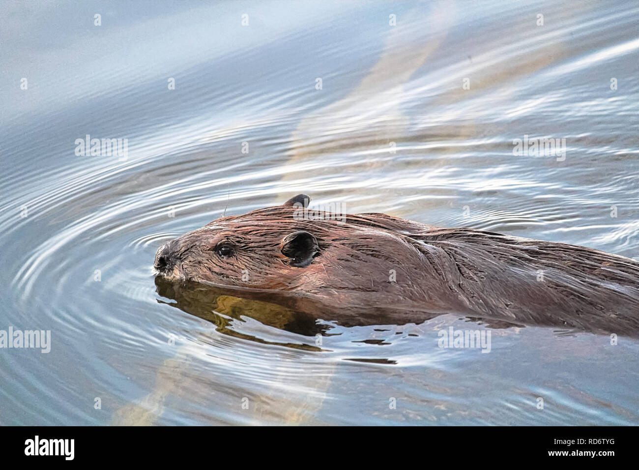 A beaver resting its head on a log in water Stock Photo - Alamy