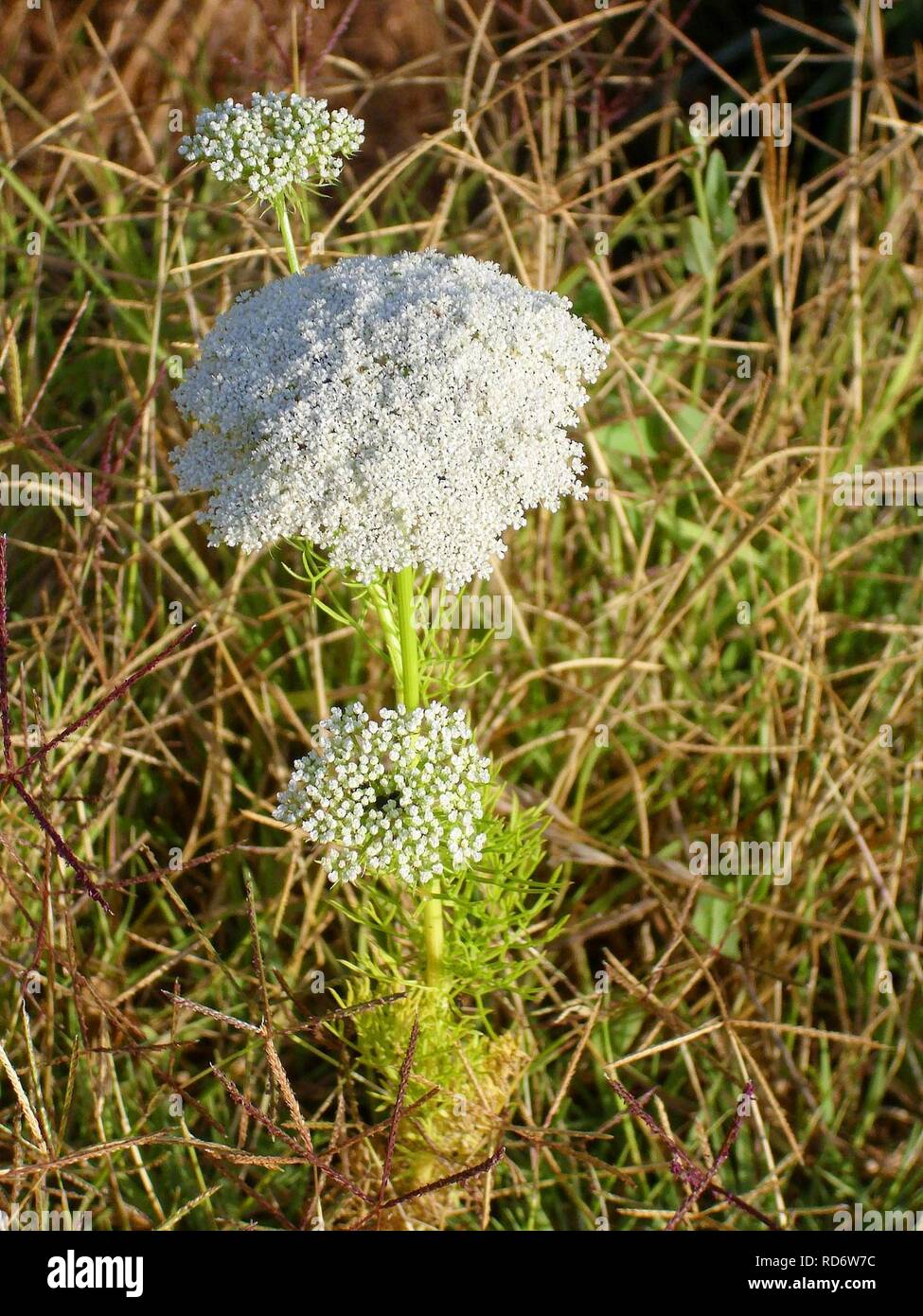 Campodecalatrava hi-res stock photography and images - Alamy