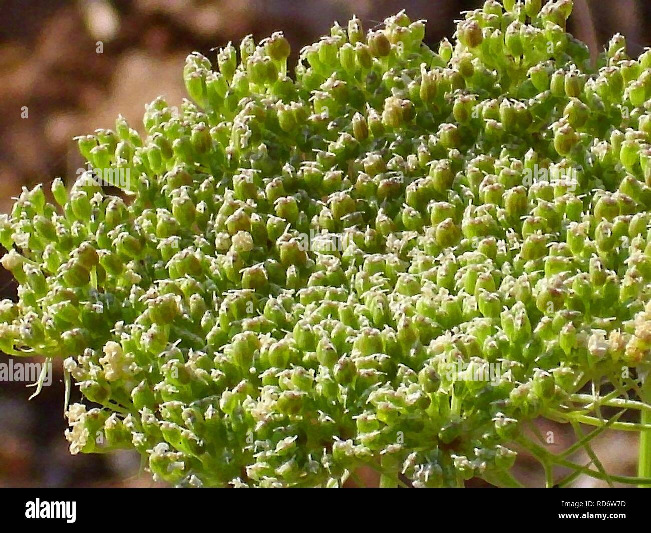 Campodecalatrava hi-res stock photography and images - Alamy