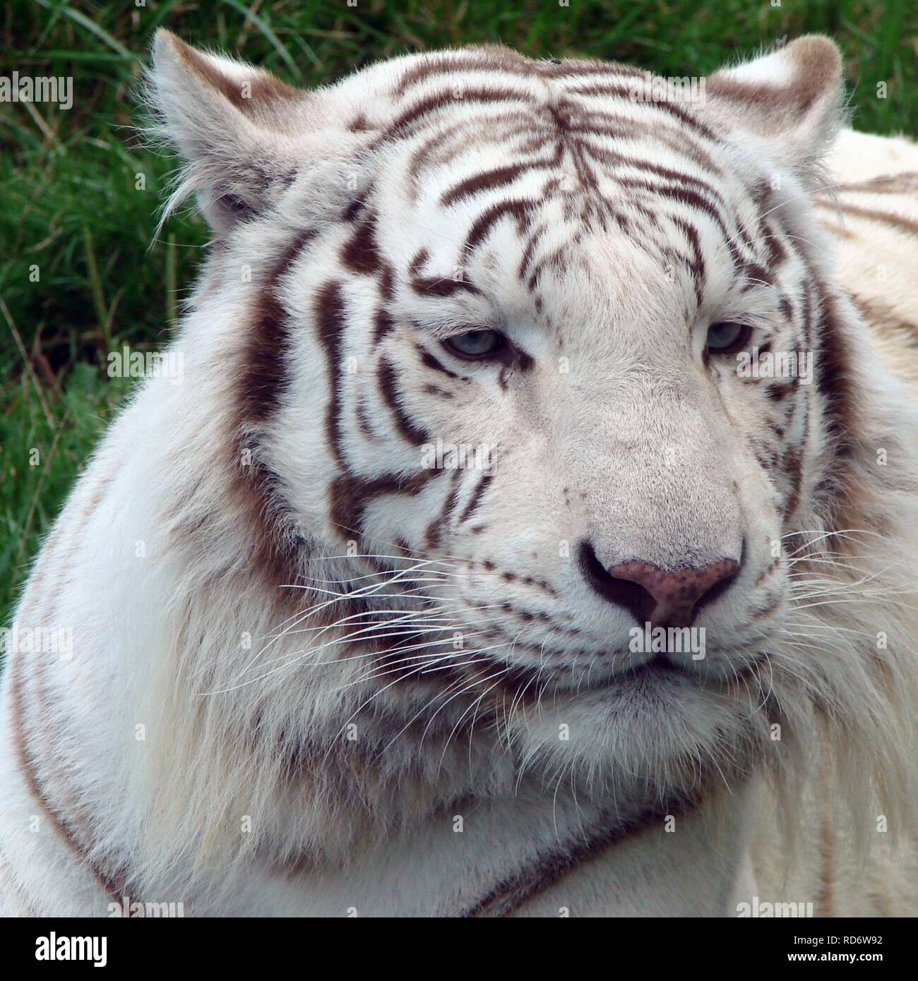 Tigre 1 hi-res stock photography and images - Alamy