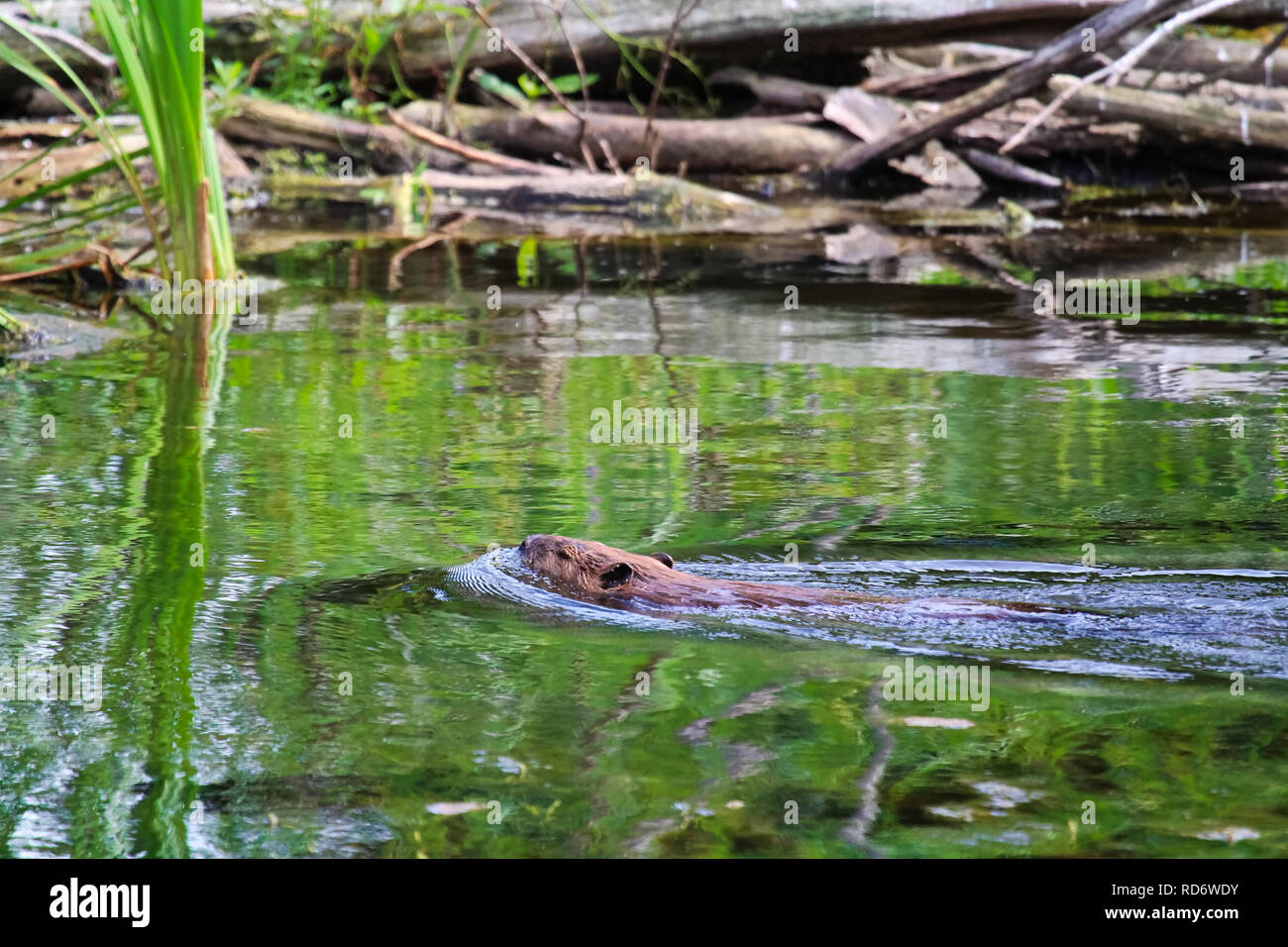 A beaver swimming next to a log mass Stock Photo - Alamy