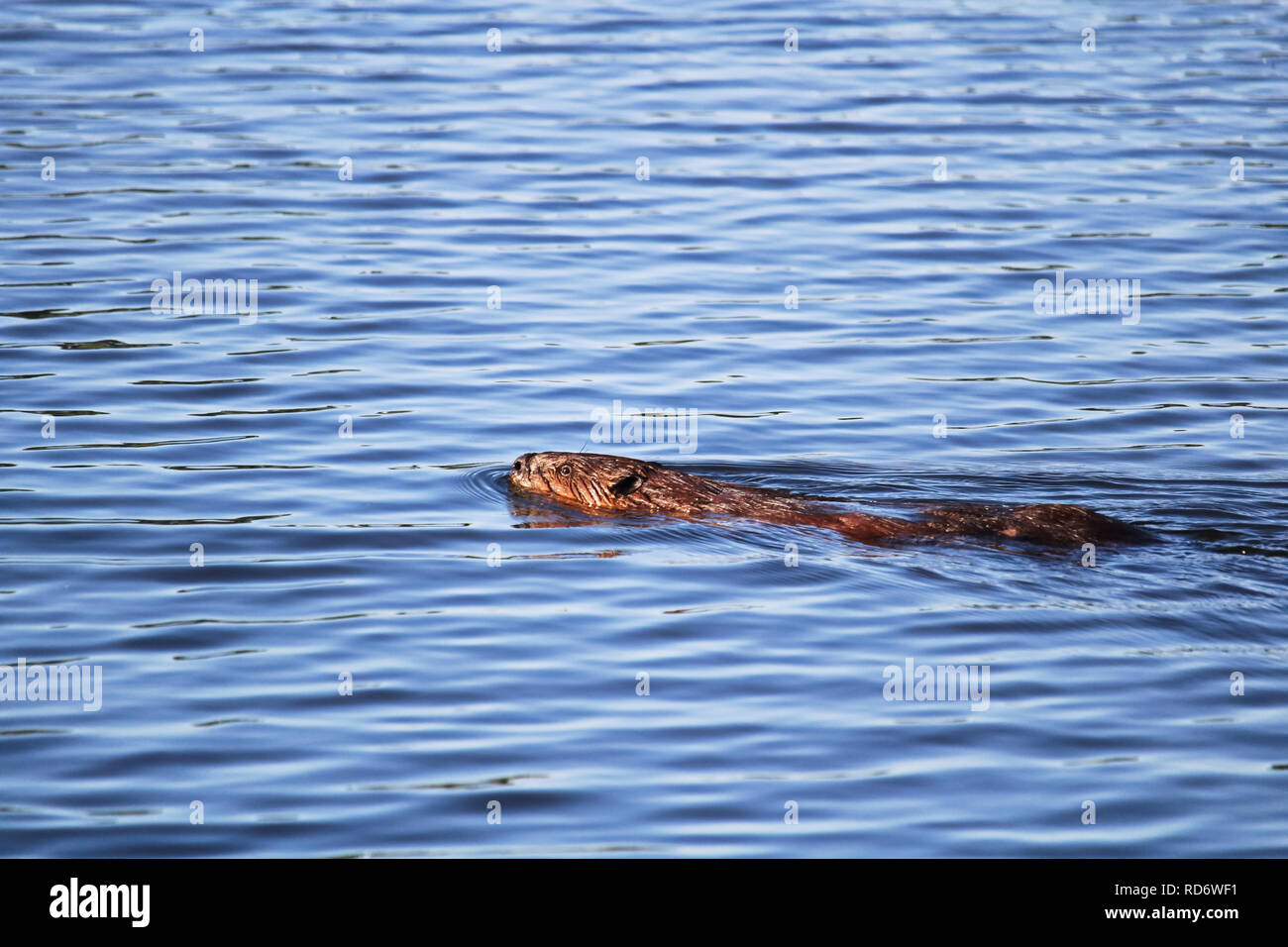 A beaver swimming in wavy blue water Stock Photo - Alamy