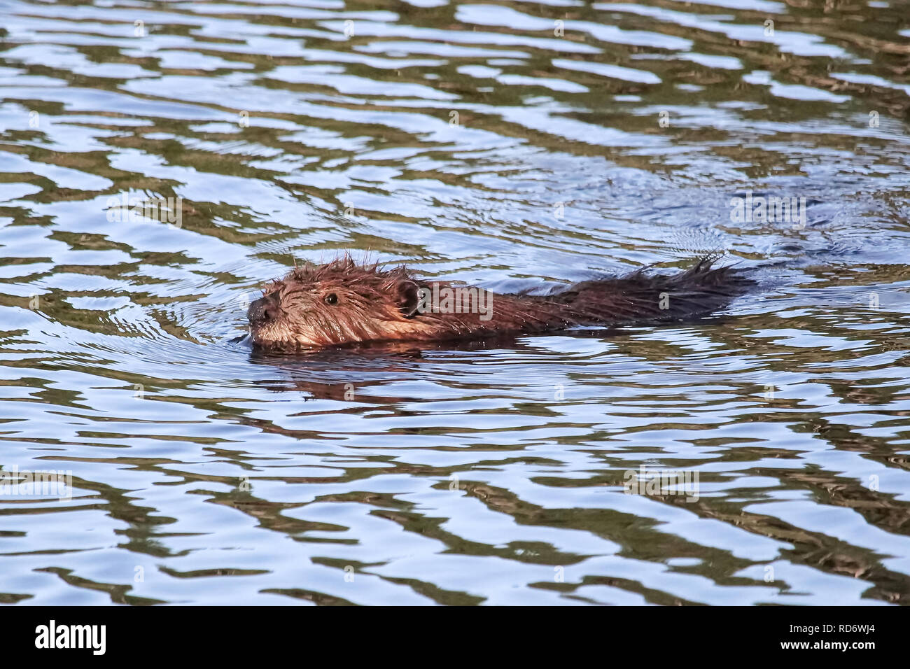 Young beaver hi-res stock photography and images - Alamy
