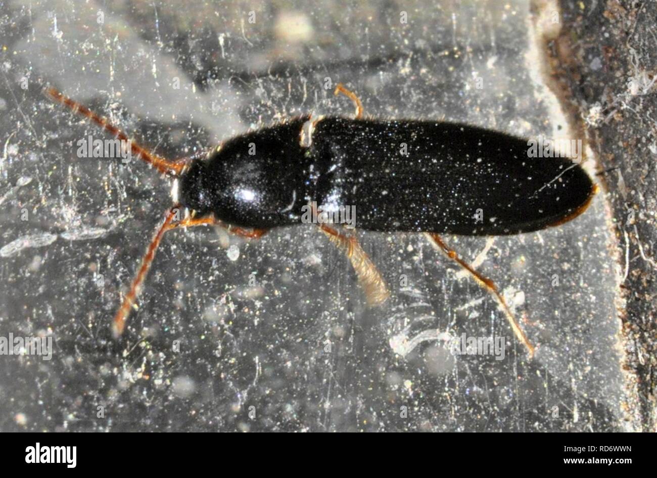 Nigrinus hi-res stock photography and images - Alamy