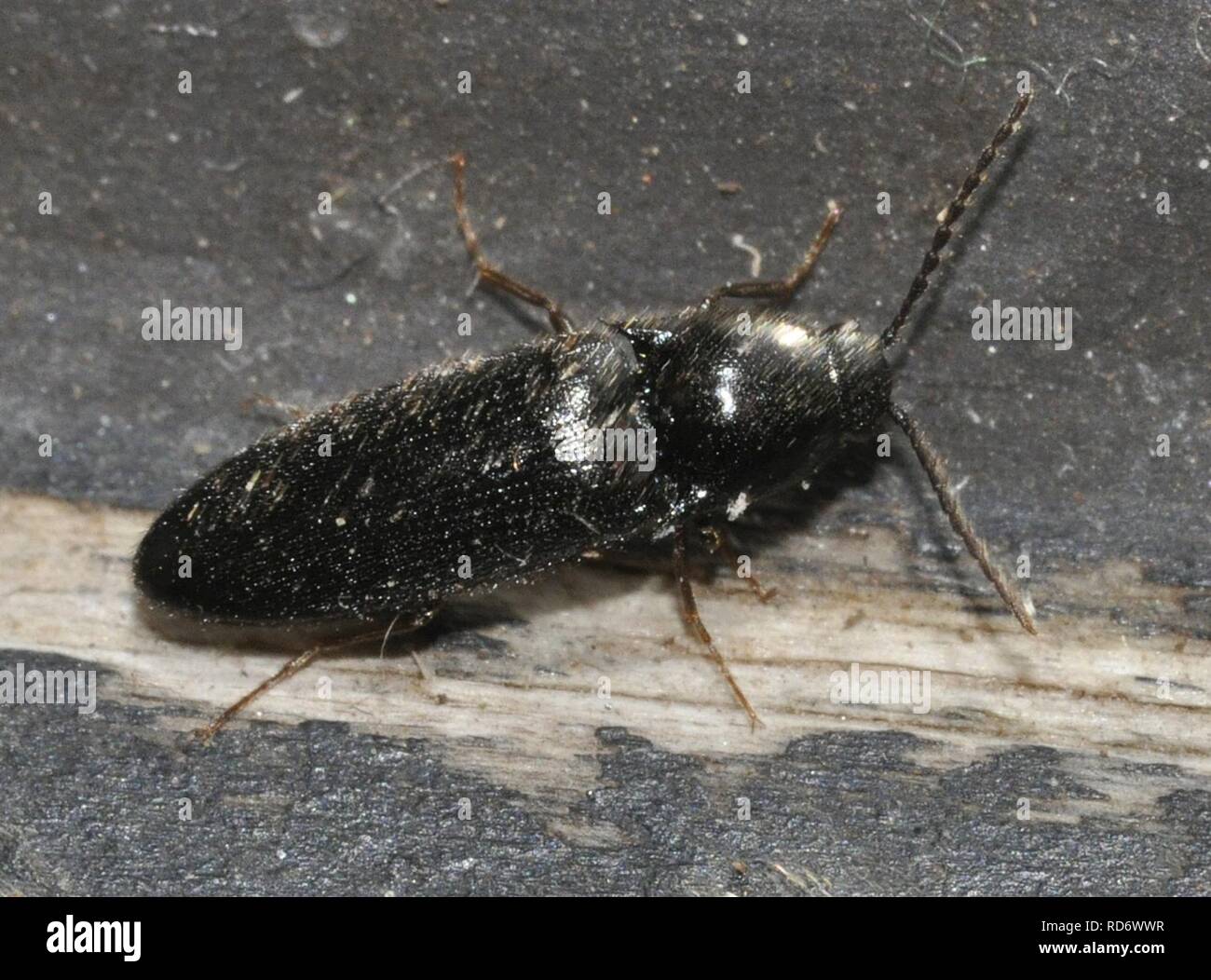 Ampedus hi-res stock photography and images - Alamy