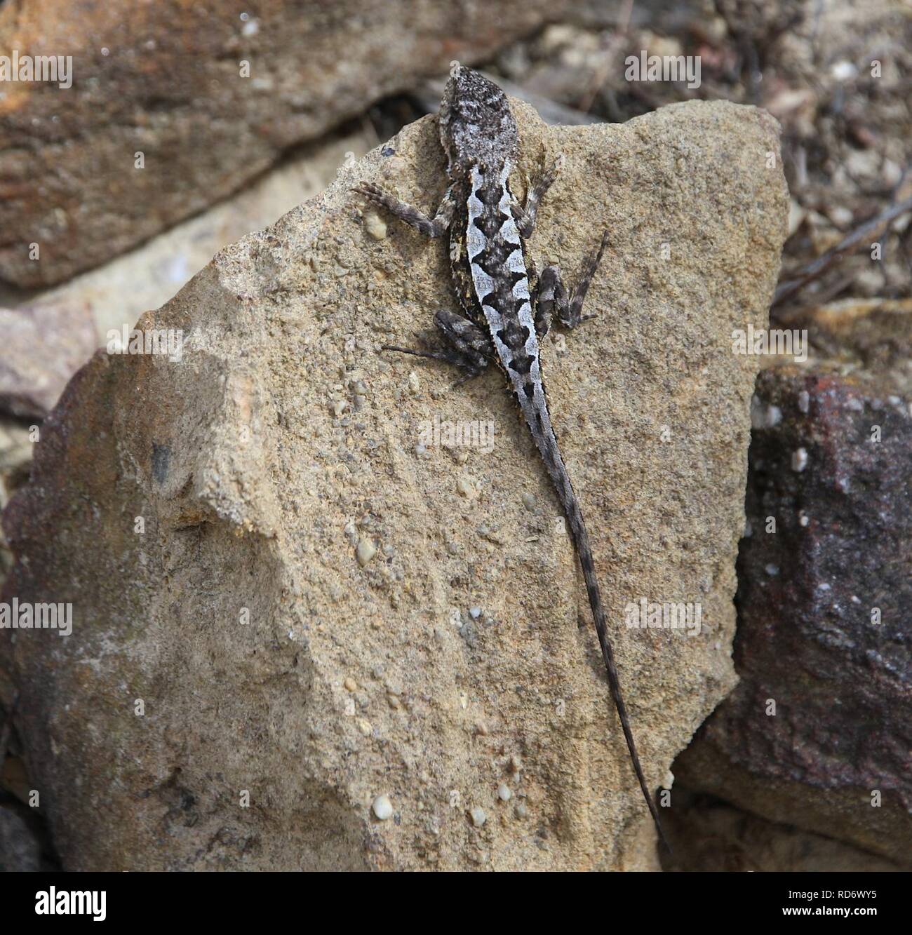 Jacky Lizard High Resolution Stock Photography and Images - Alamy