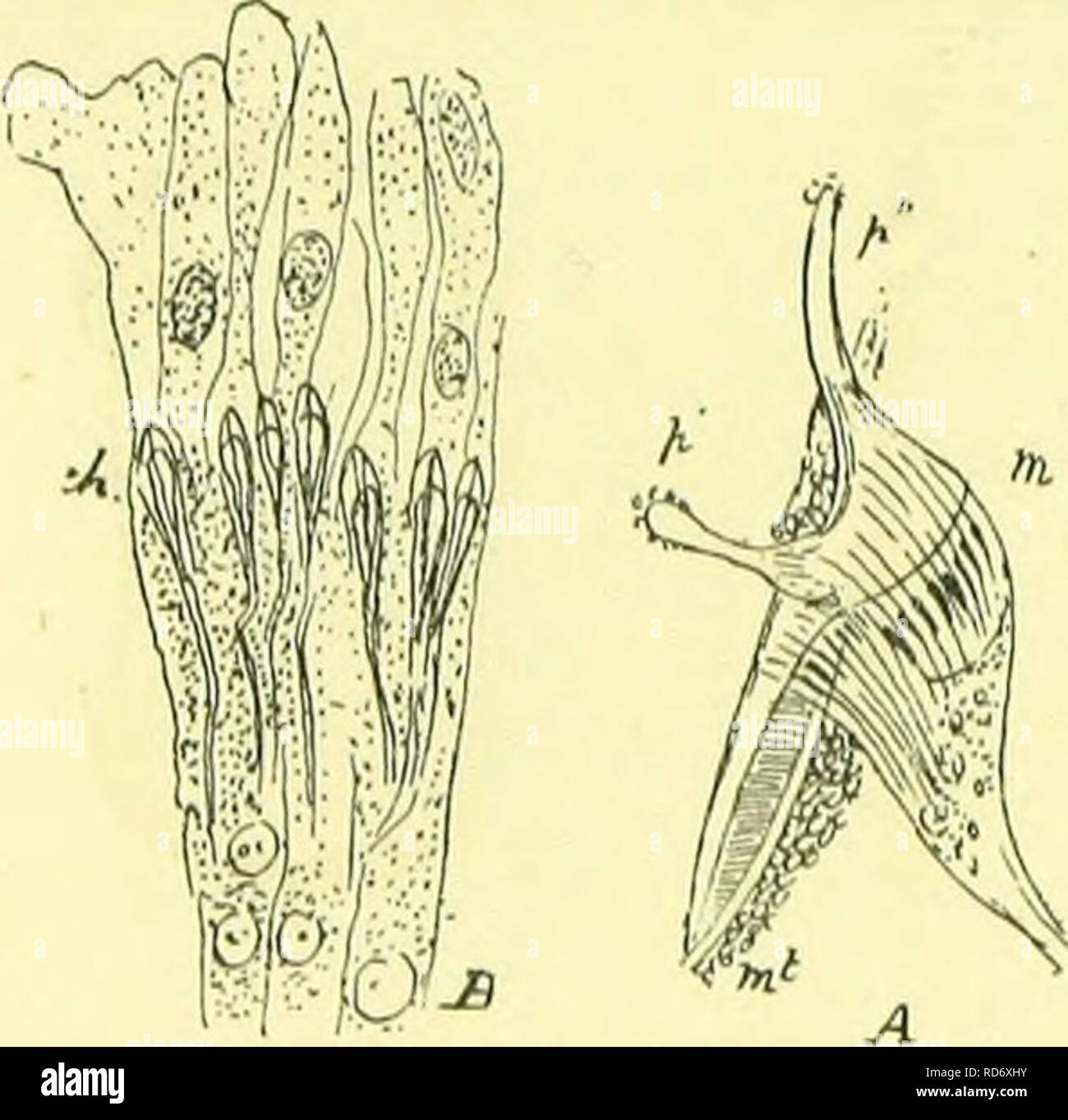 . The anatomy, physiology, morphology and development of the blow-fly ...