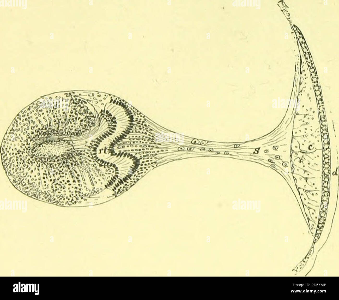 . The anatomy, physiology, morphology and development of the blow-fly ...