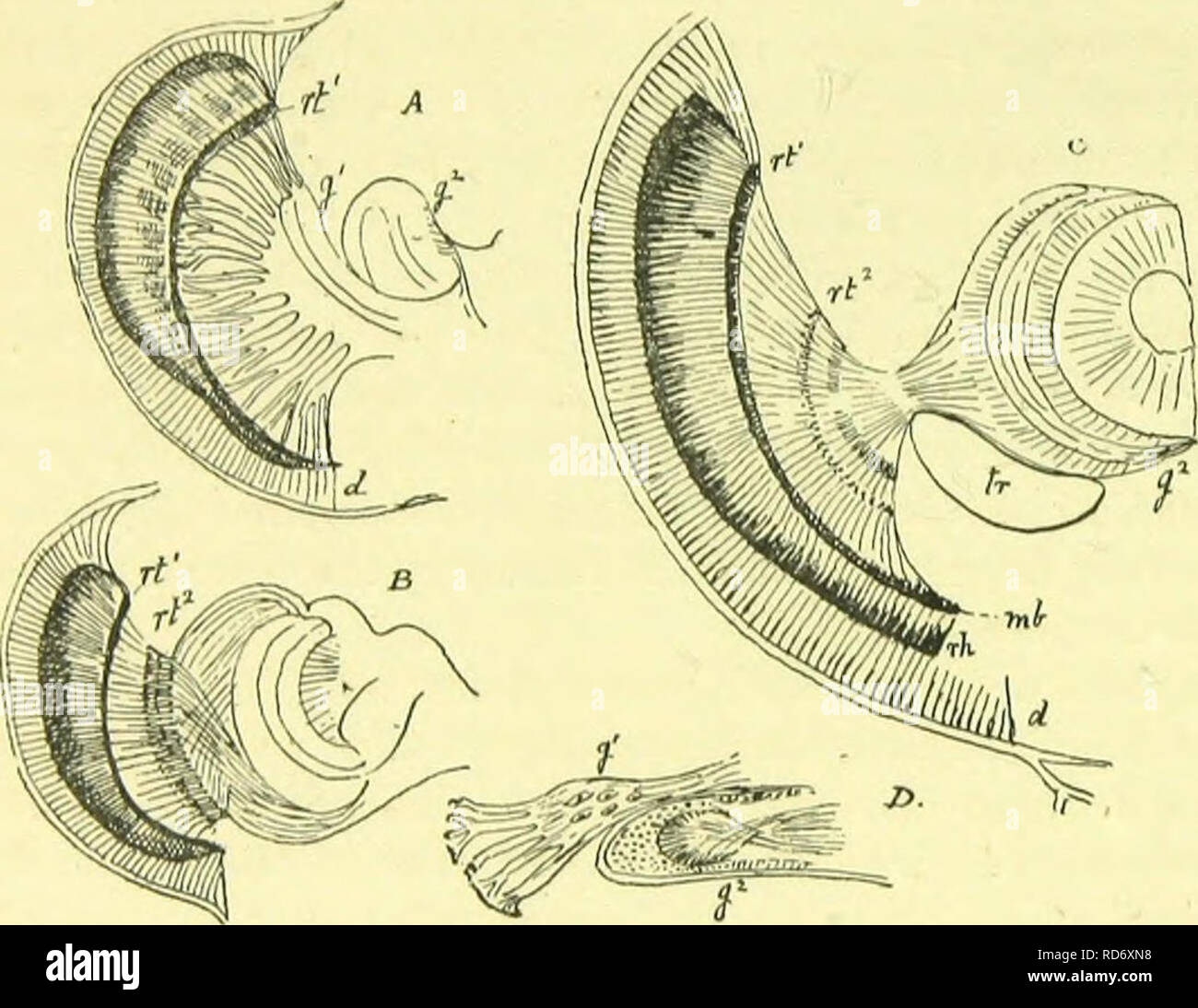 Anatomy Of A Fly Fly Anatomy: Facts & Information On Biology Of Flies