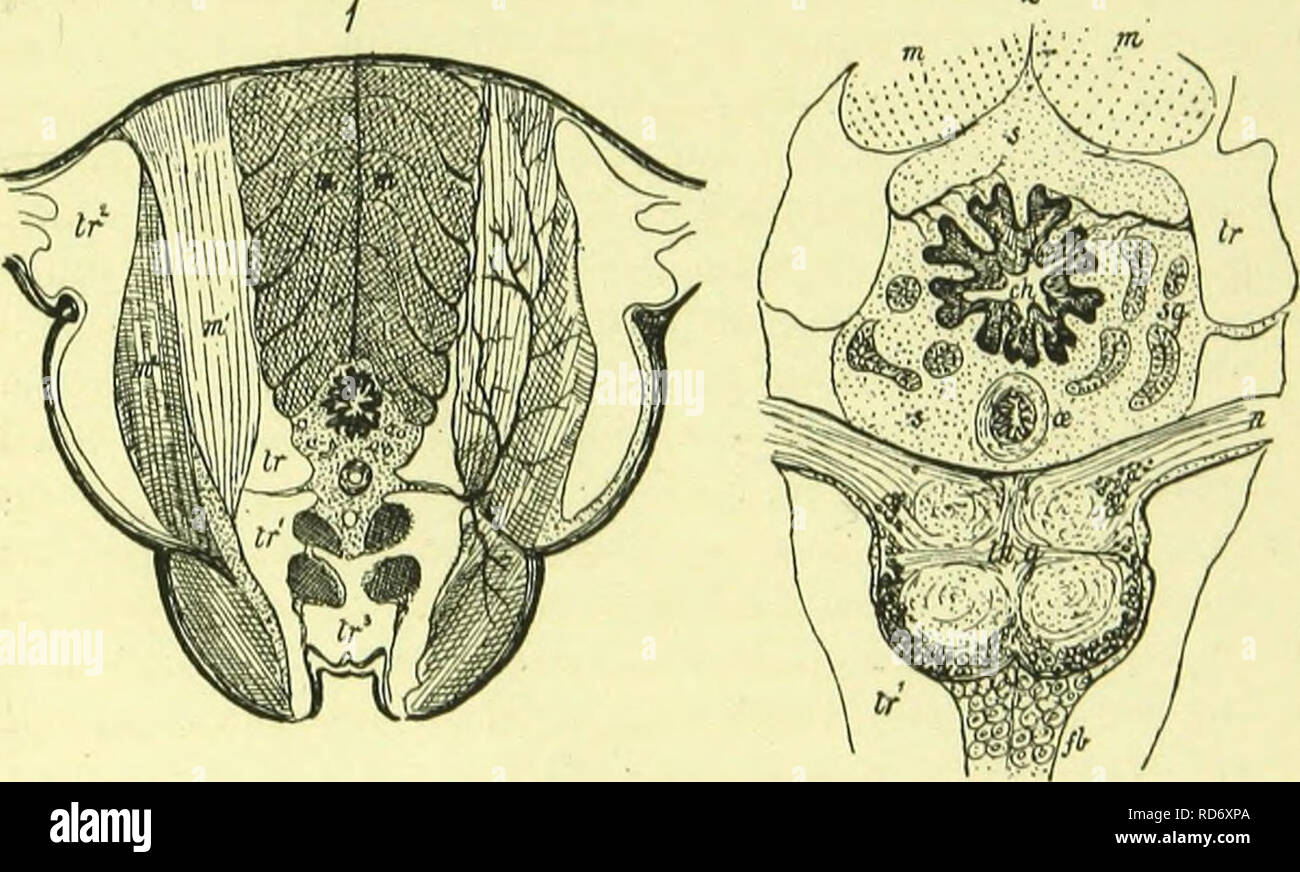 . The anatomy, physiology, morphology and development of the blow-fly ...