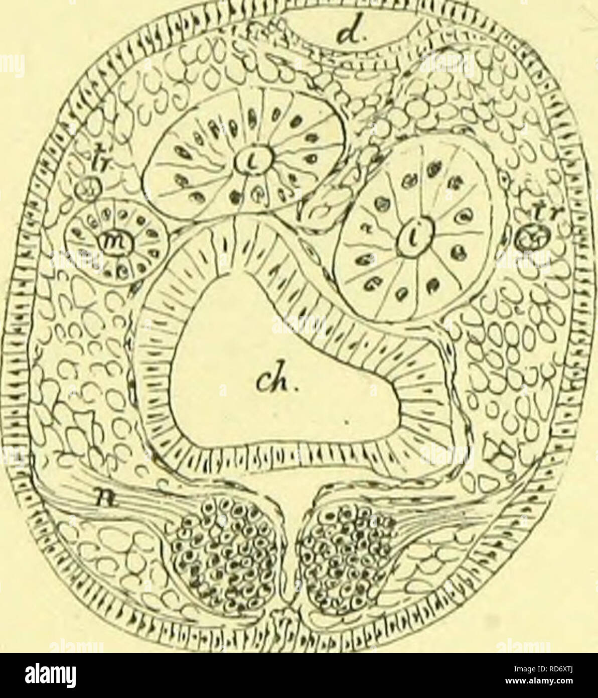 Crest morphology hi-res stock photography and images - Alamy