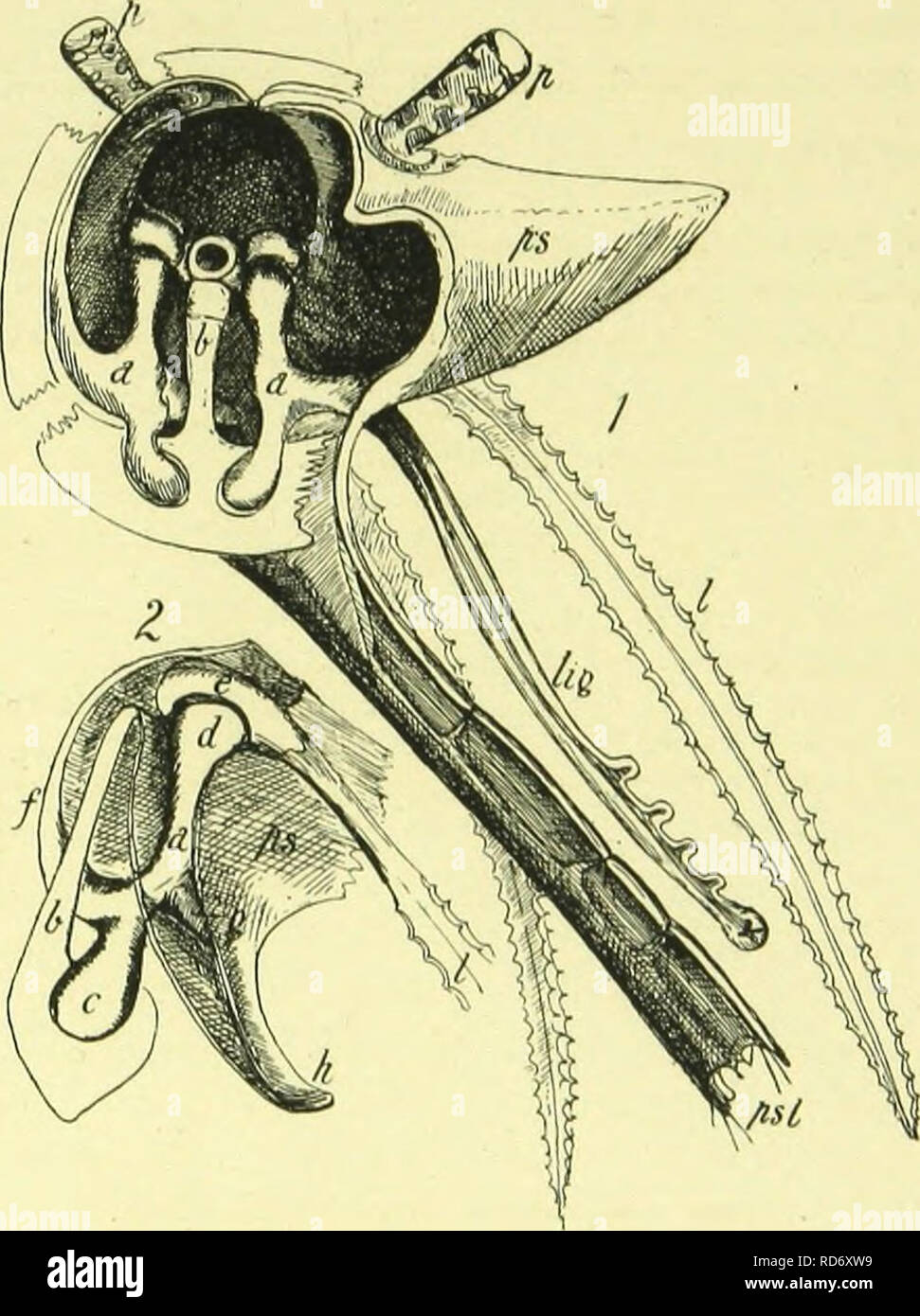 Flea morphology hi-res stock photography and images - Alamy