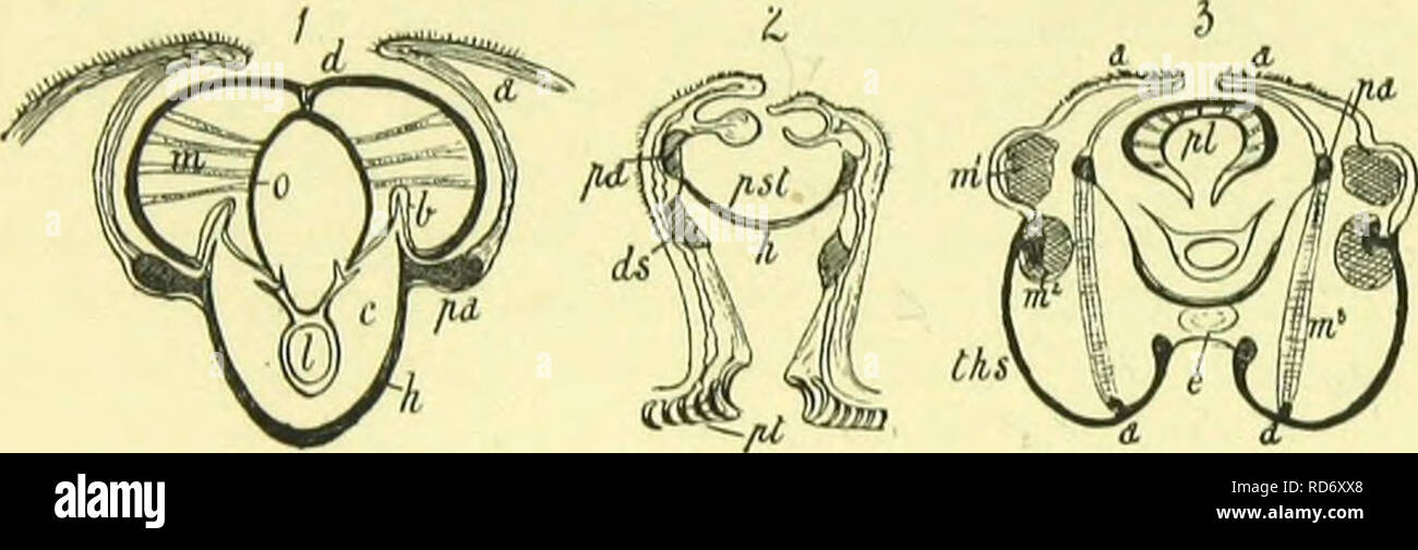 . The anatomy, physiology, morphology and development of the blow-fly ...