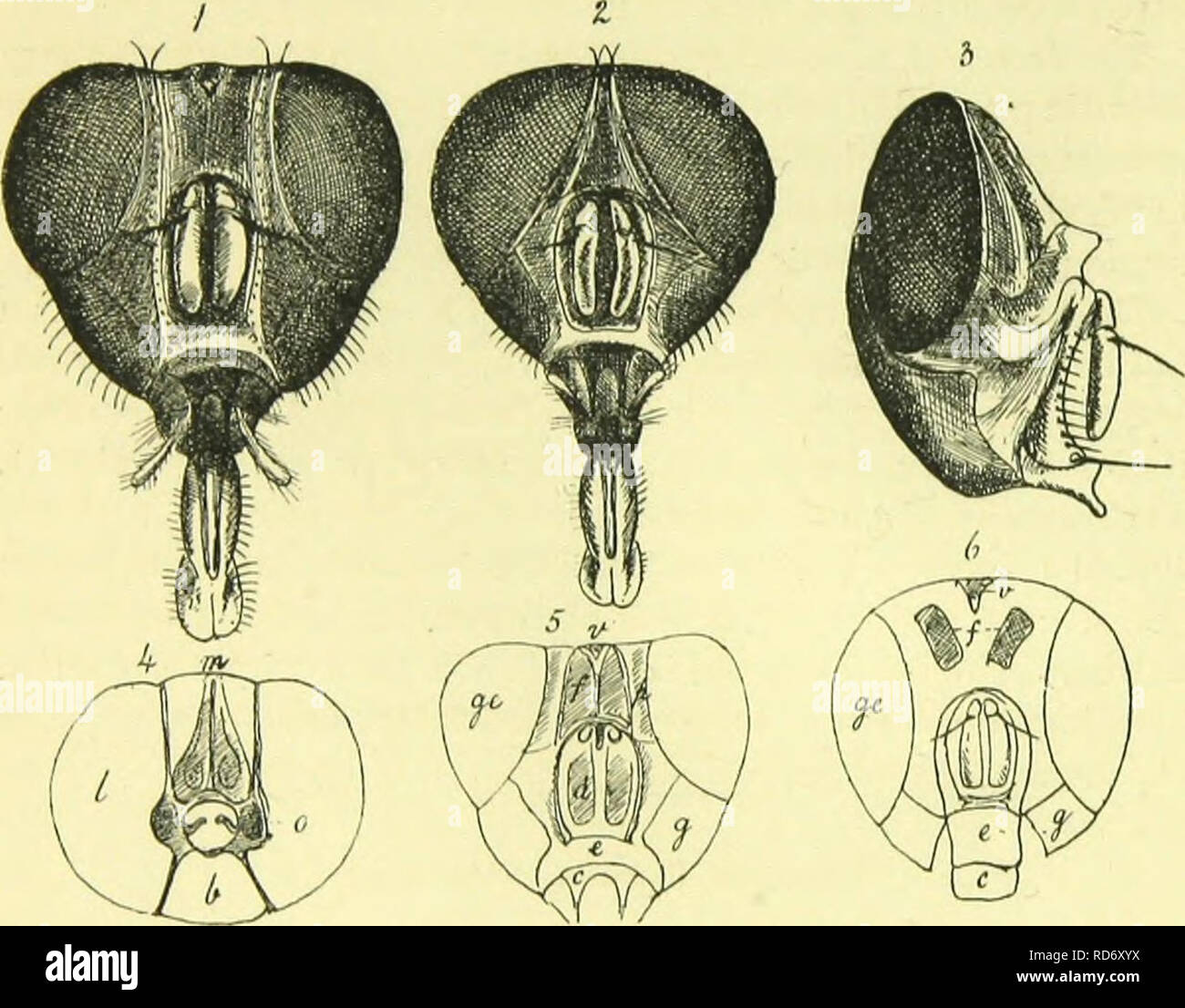 . The anatomy, physiology, morphology and development of the blow-fly ...
