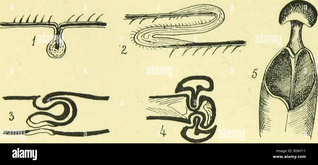 . The anatomy, physiology, morphology and development of the blow-fly ...