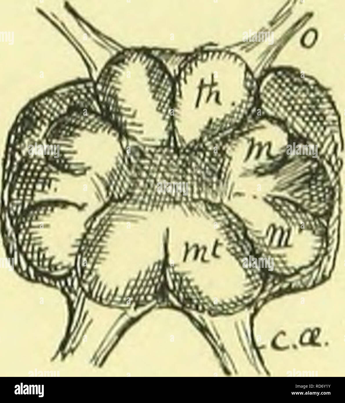 . The anatomy, physiology, morphology and development of the blow-fly ...