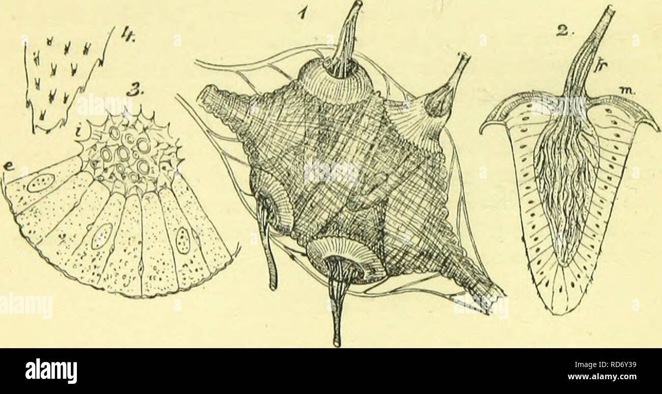 . The anatomy, physiology, morphology and development of the blow-fly ...