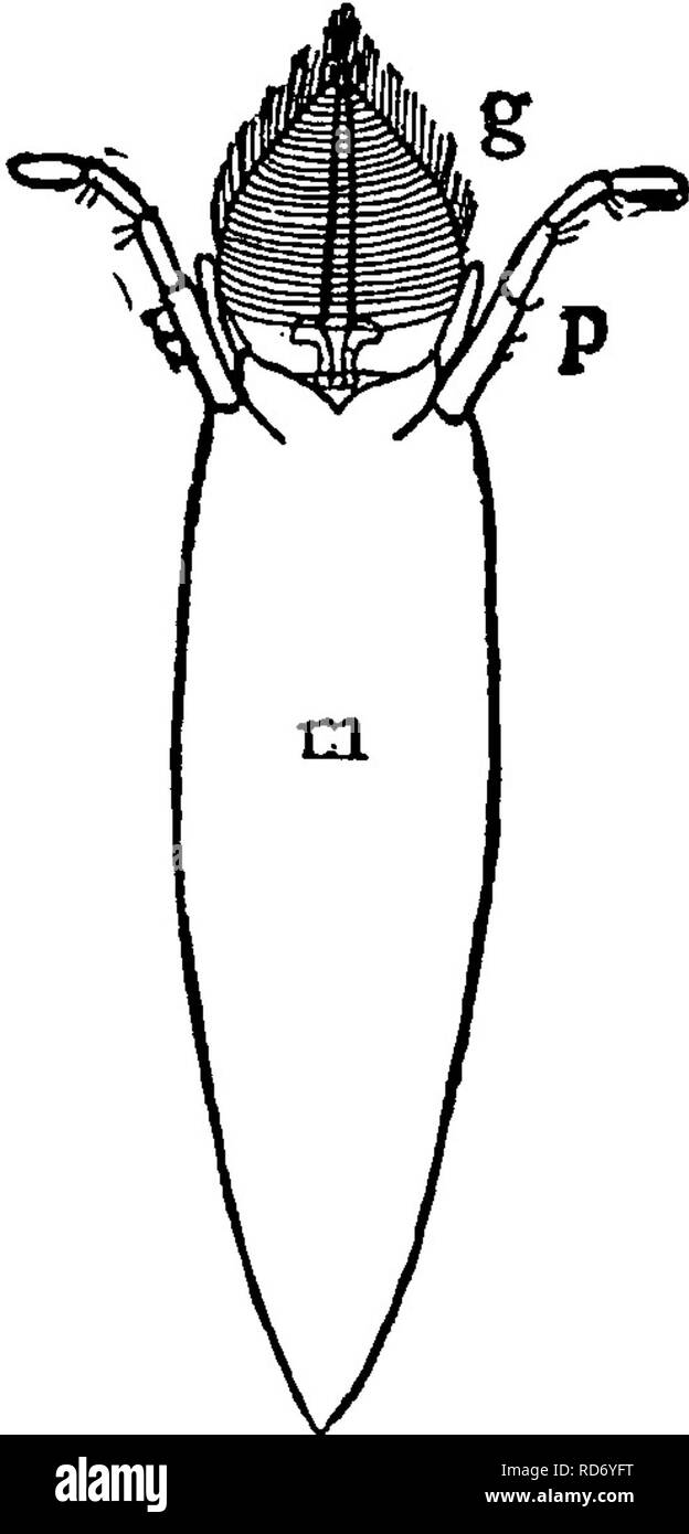 . A manual for the study of insects. Insects. H YMEN OP TERA. 66s ...