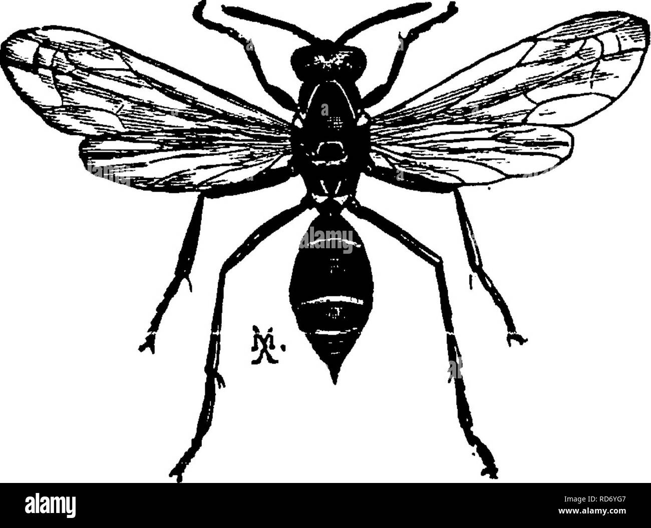 Sus species Cut Out Stock Images & Pictures - Alamy