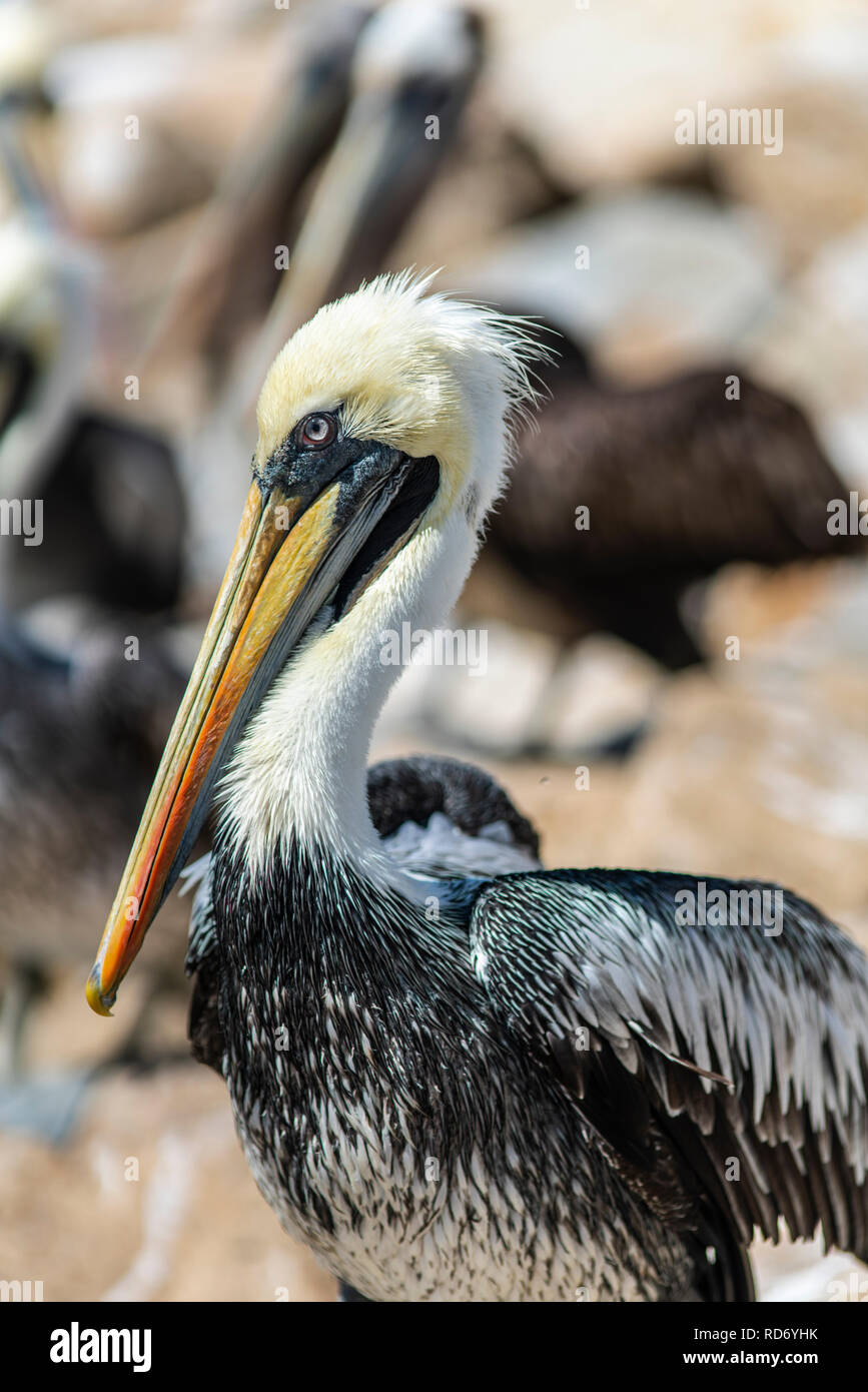 A standing pelican over the rocks waiting for some fish in front of the ...