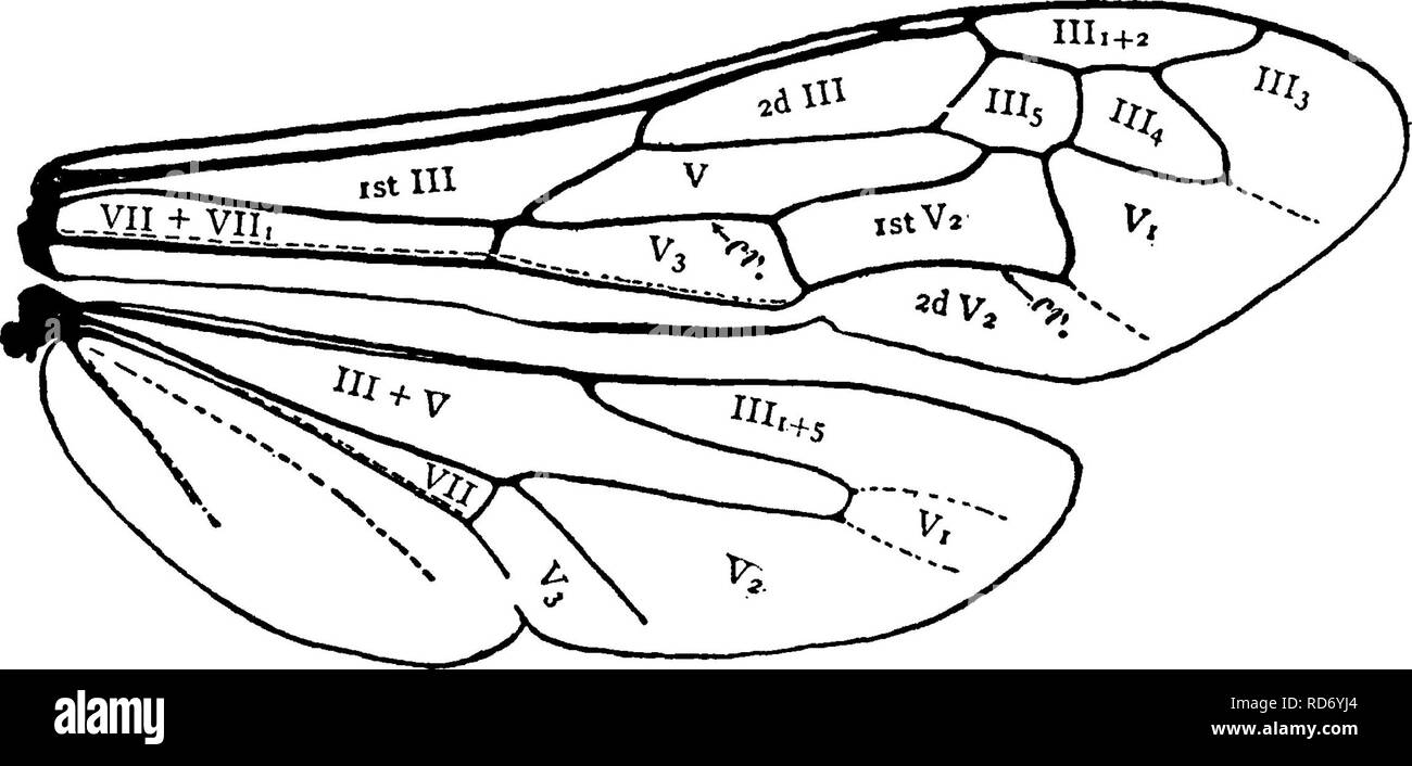. A manual for the study of insects. Insects. Fjg. 772.—PeloJ>ceus ...