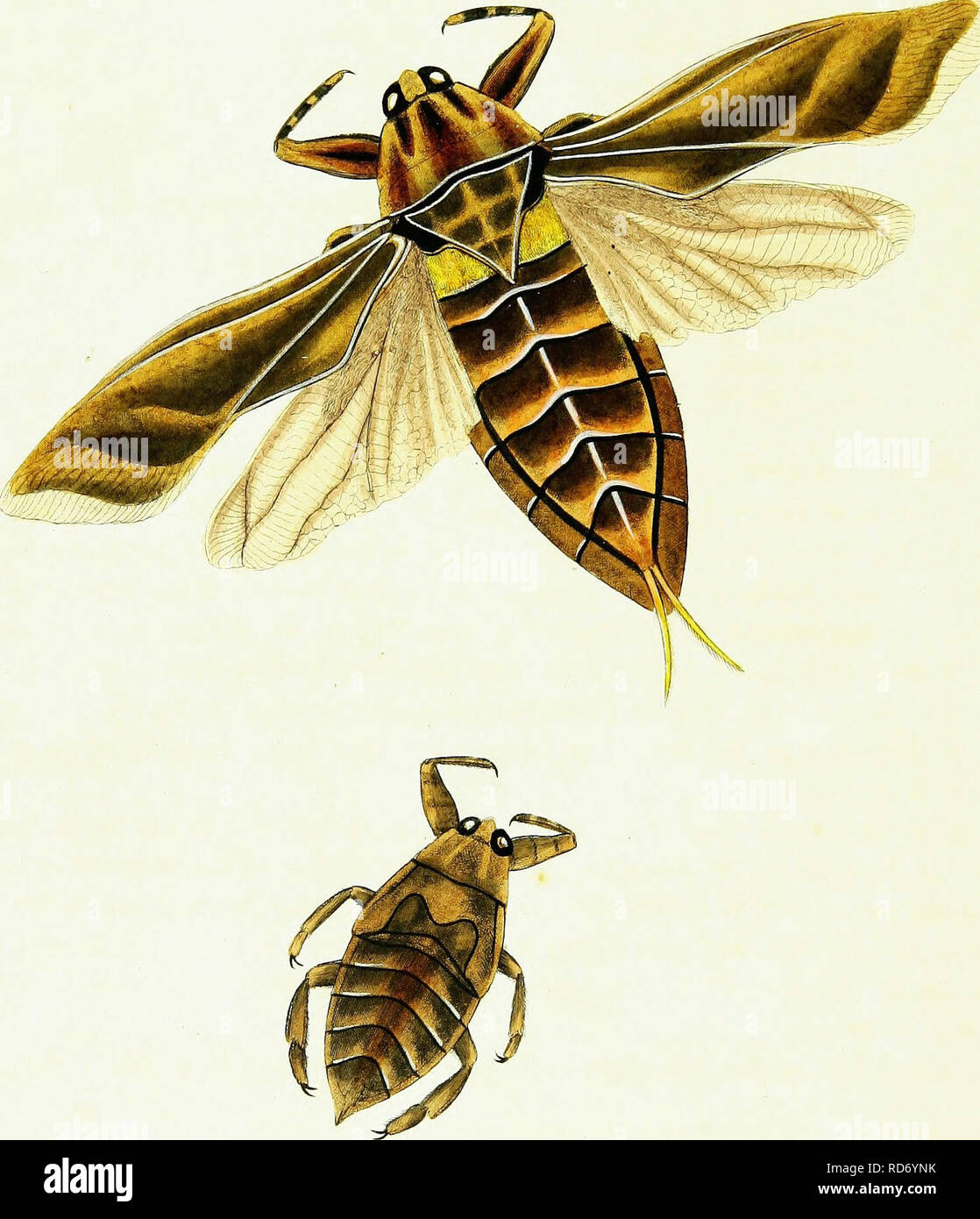 . Natural history of the insects of China, containing upwards of two ...